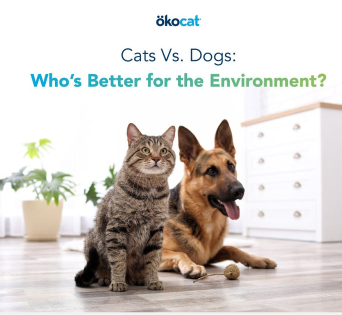 Dog vs Cat People: What Your Preference Says about Your Sustainability