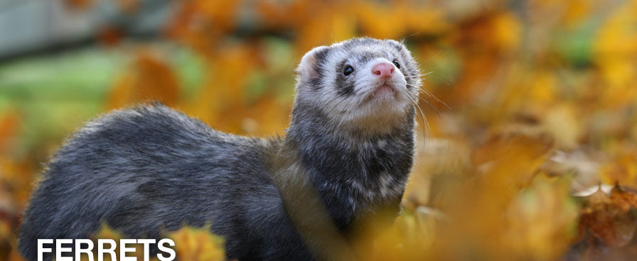 A Beginner's Guide to the Best Ferret Care