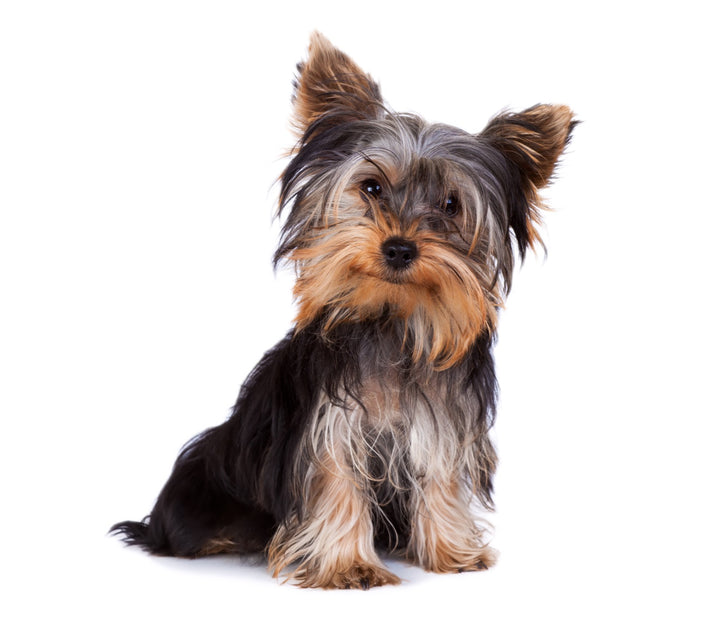 Natural Dog Litter | Healthy Pet