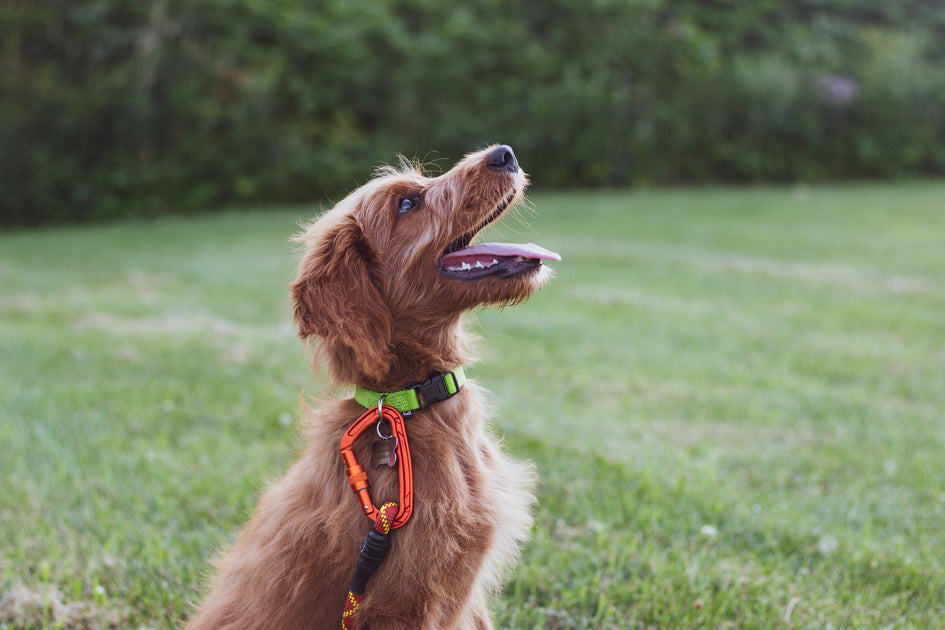 5 Essential Tools for Training Your Dog